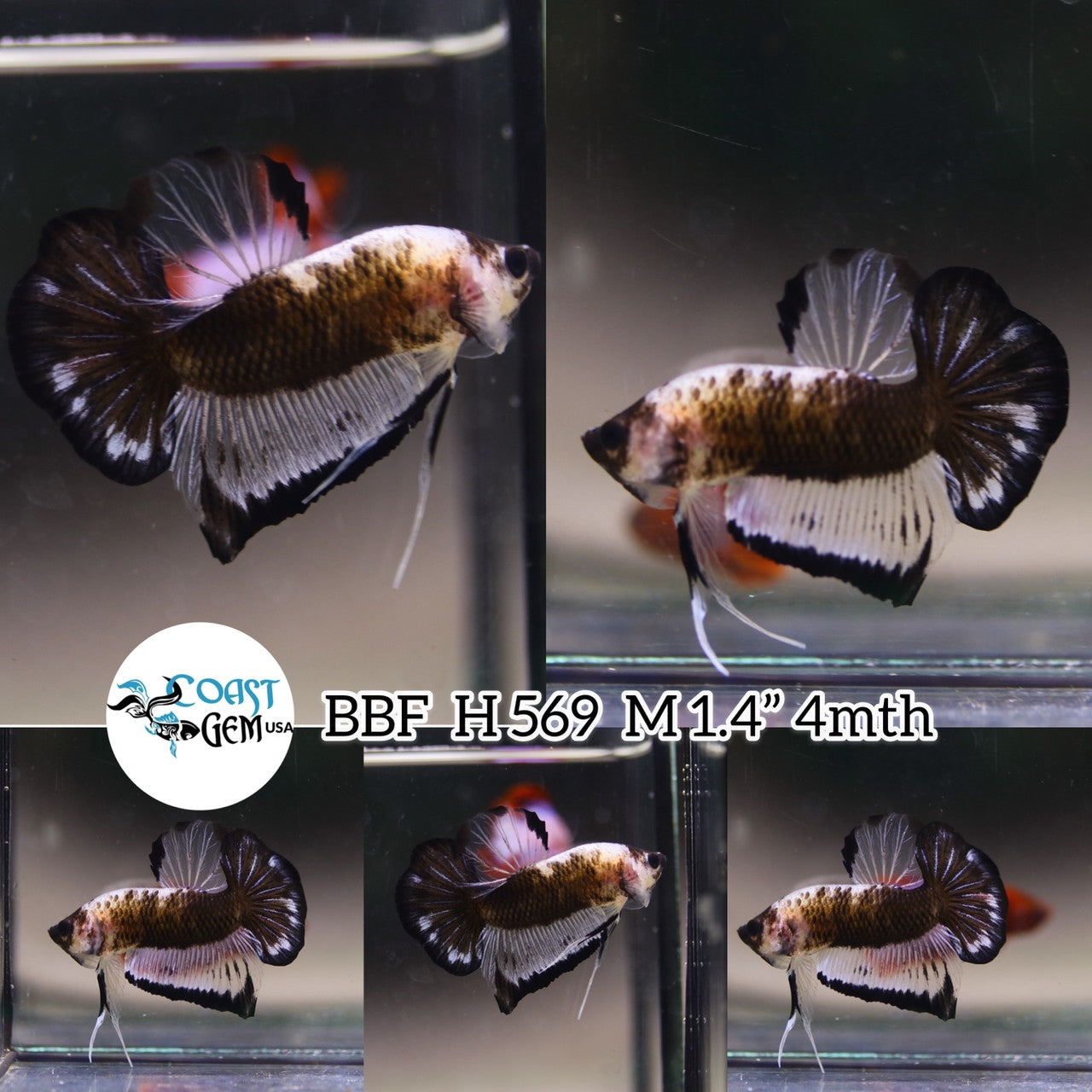 Betta Fish for Sale | Plakat Bettas | Fighting Fish | HMPK Betta – Coast Gem USA