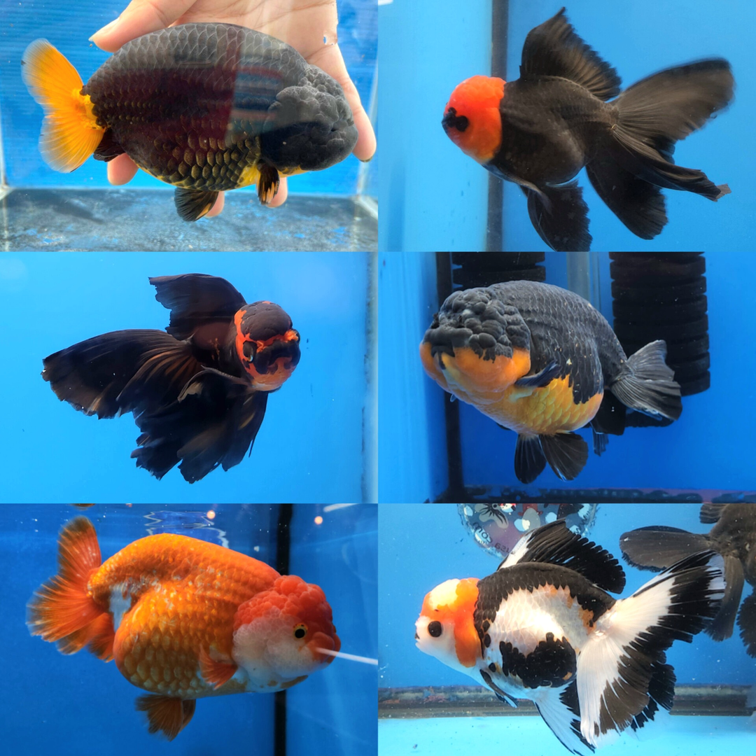 Coast Gem USA Goldfish | High Quality Ranchu, Oranda, Tosakin & more!