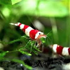 Caridina Fancy Shrimp — Coast Gem USA