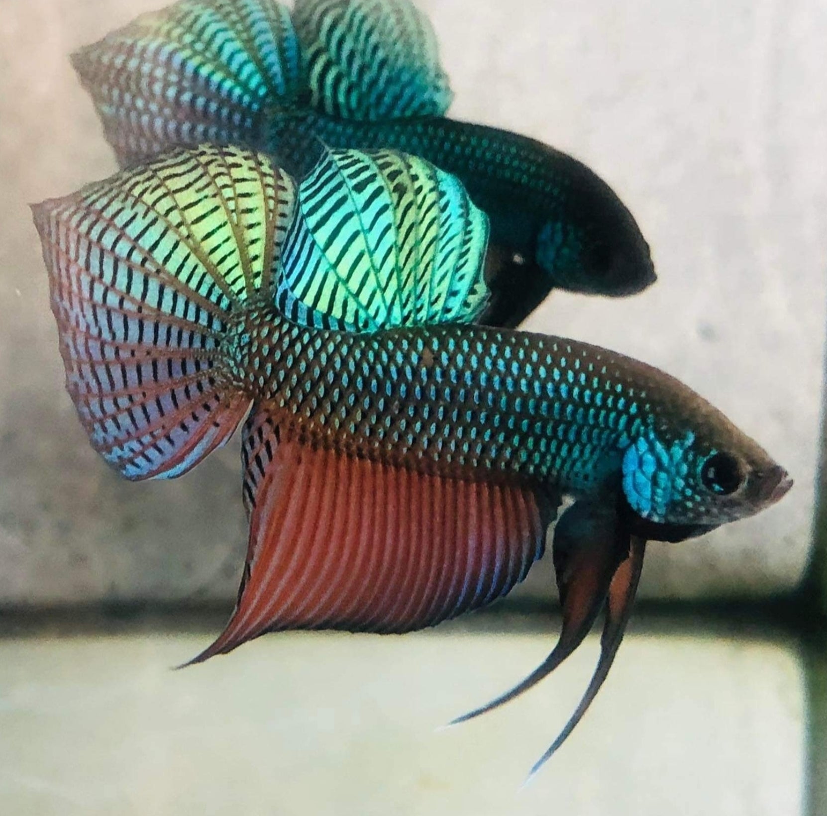 Wild and Hybrid Bettas ''What you see is what you get'' – Coast Gem USA