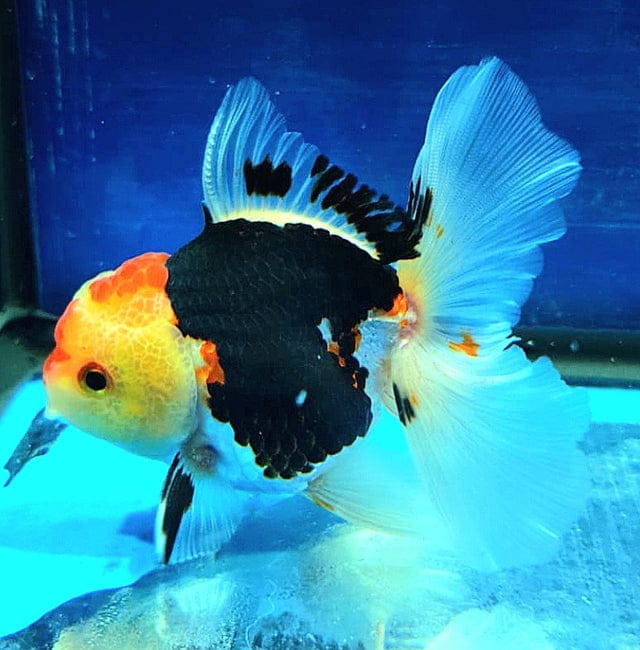 LIVE FRESHWATER HIGH-END ORANDA GOLDFISH MEDIUM BREED OUR CHOICE ...