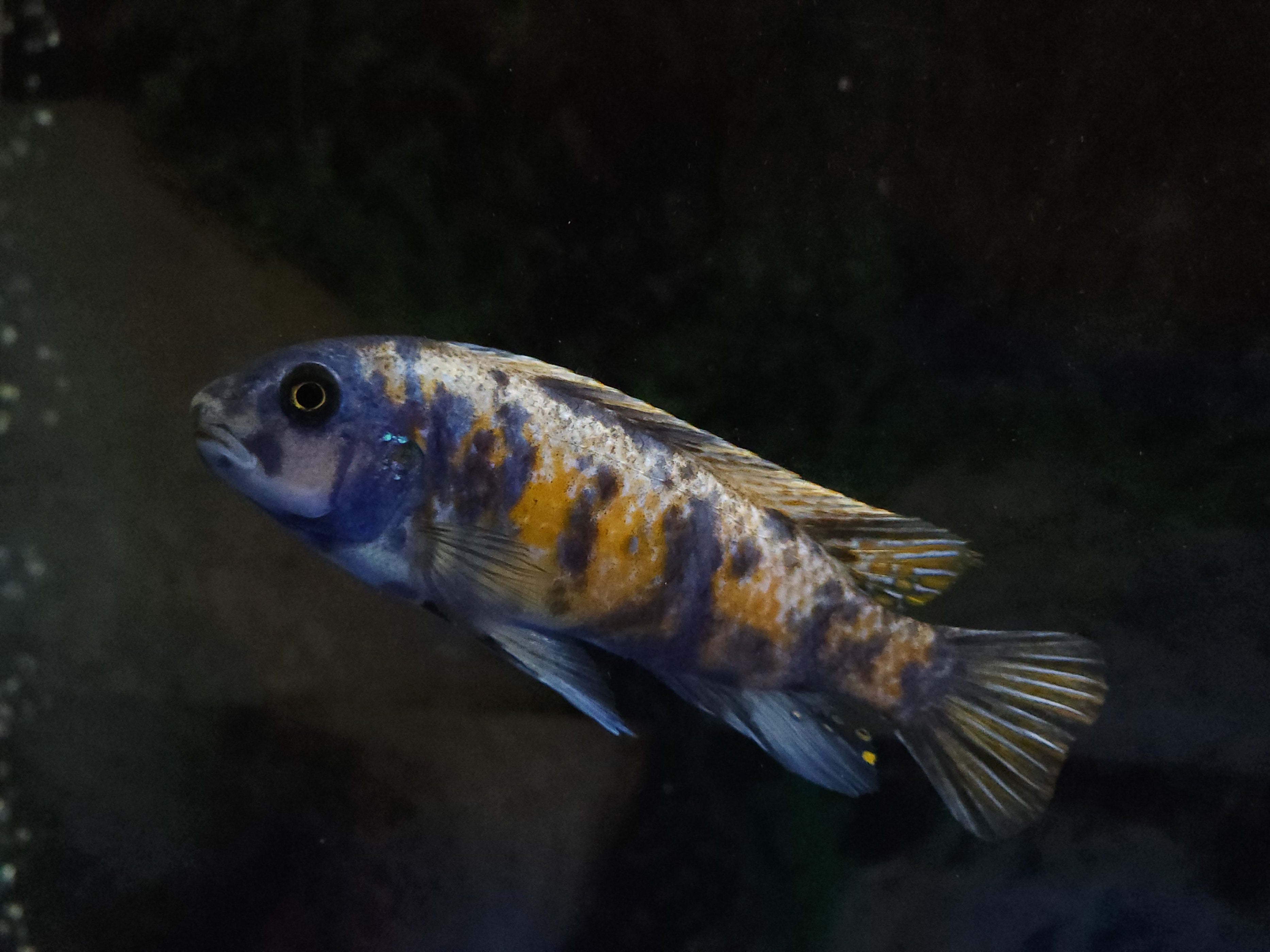 OB ZEBRA MBUNA CICHLID (LABEOTROPHEUS FUELLEBORNI OB)(CHD-155) — Coast ...