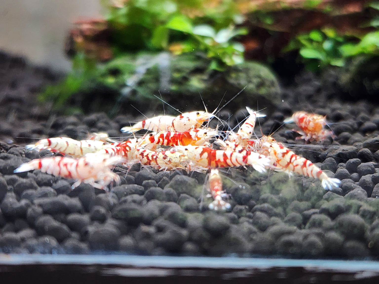 Exotic Freshwater Shrimp for sale | Aquarium Shrimp tank | Paludarium ...