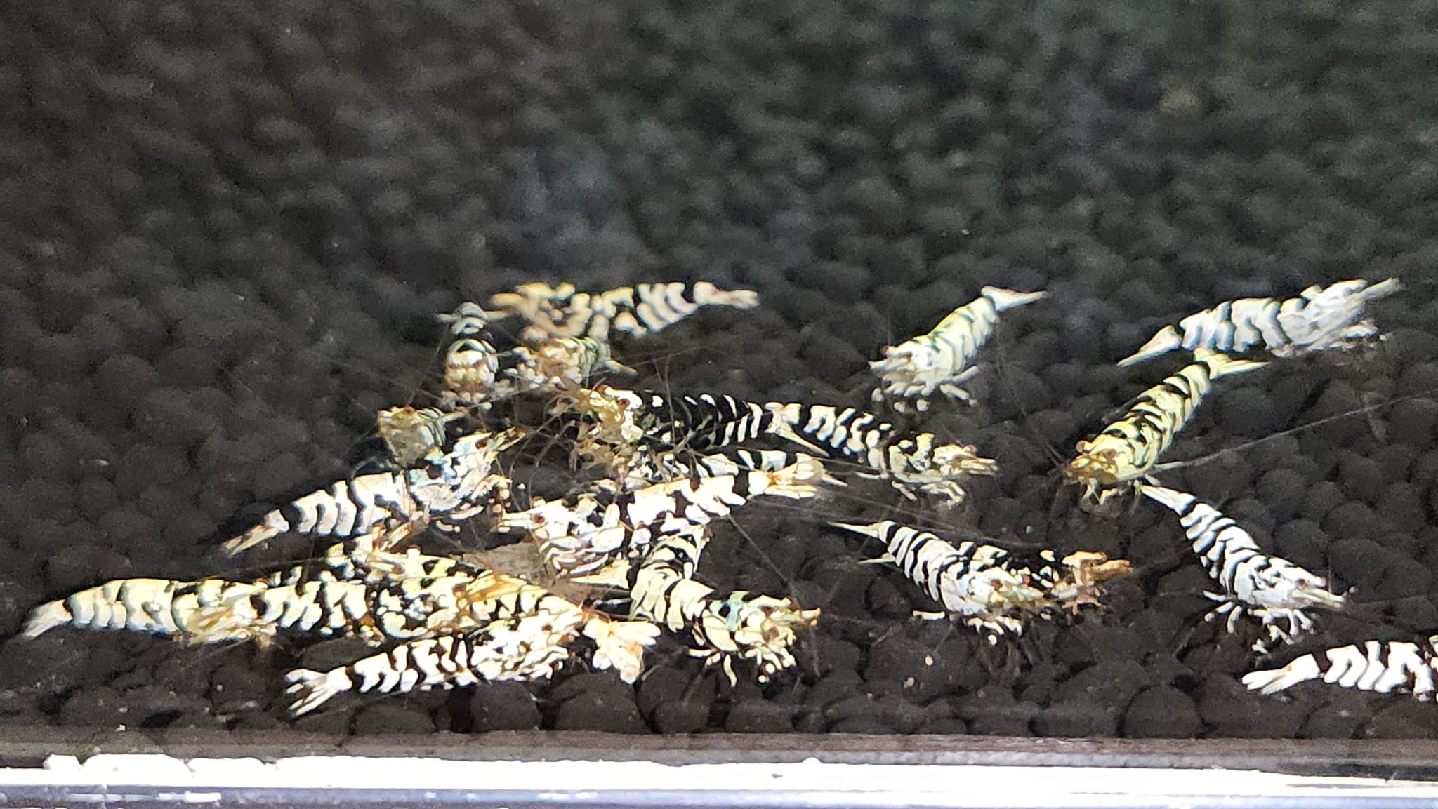 Exotic Freshwater Shrimp for sale | Aquarium Shrimp tank | Paludarium ...