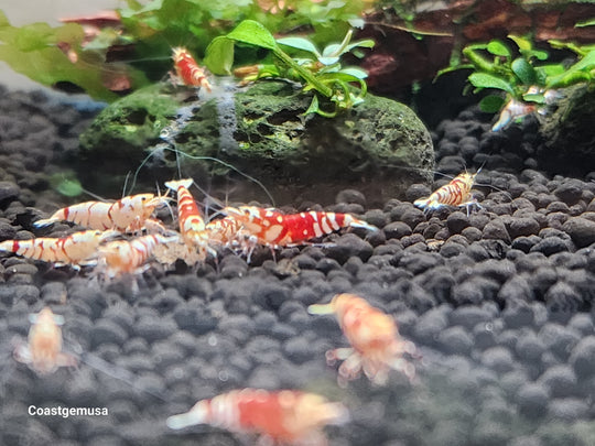 Exotic Freshwater Shrimp for sale | Aquarium Shrimp tank | Paludarium ...