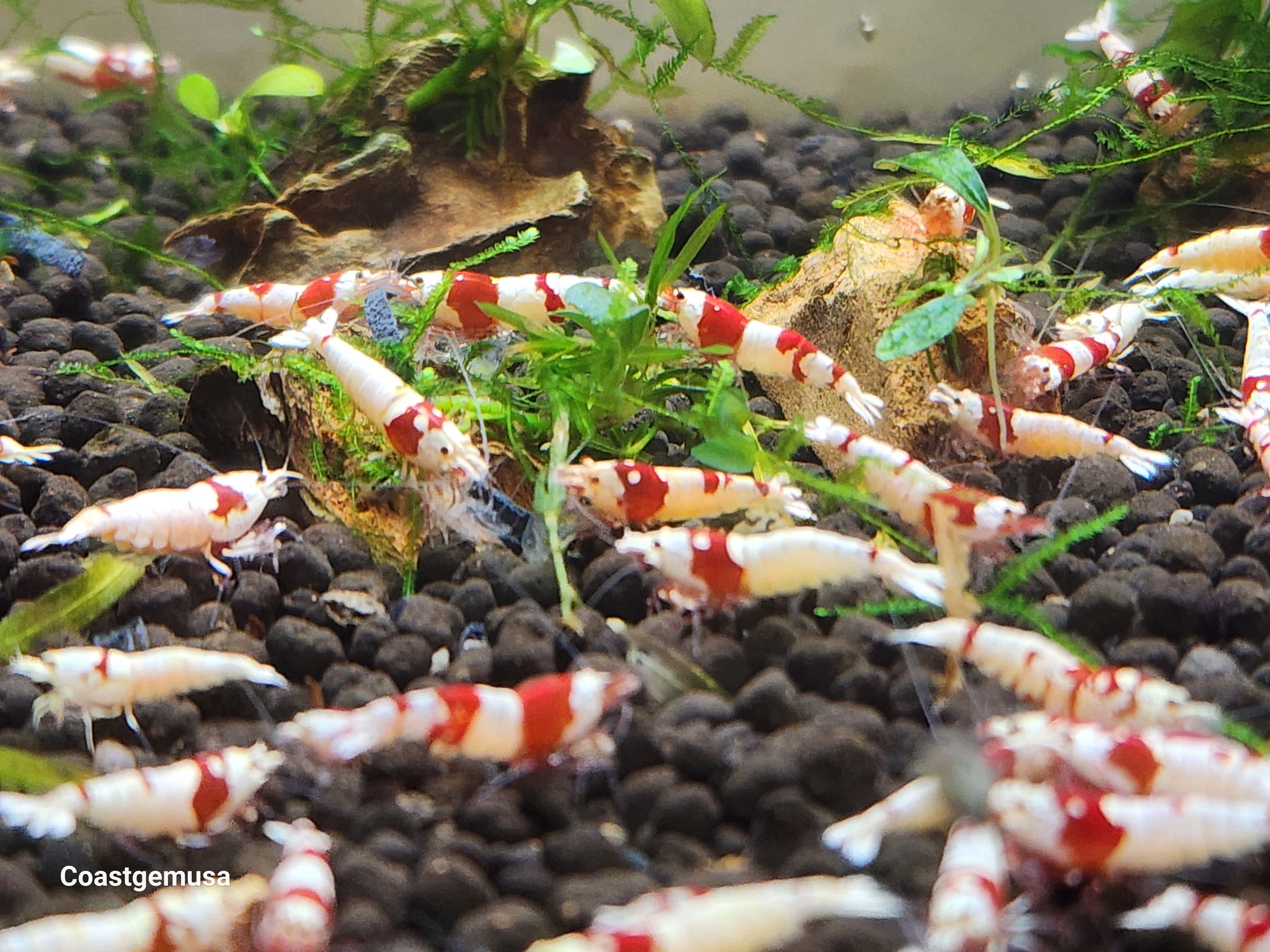 Freshwater Tropical Fish For Sale Online - Coast Gem USA