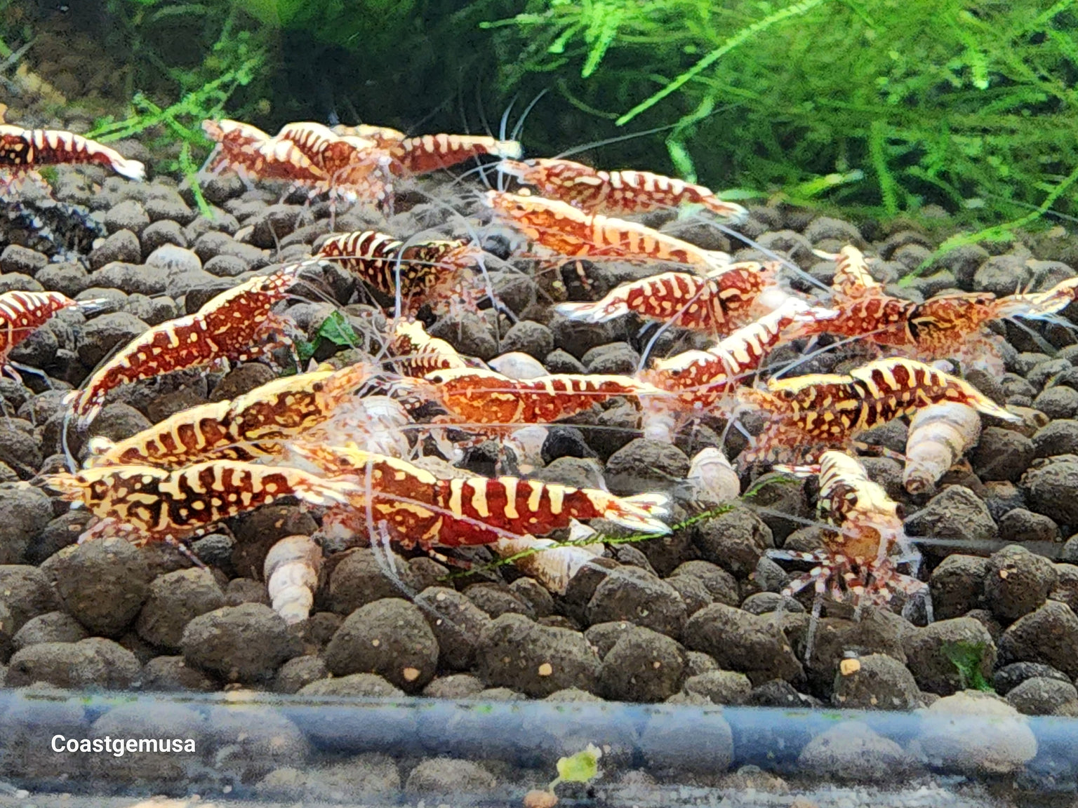 Exotic Freshwater Shrimp for sale | Aquarium Shrimp tank | Paludarium ...