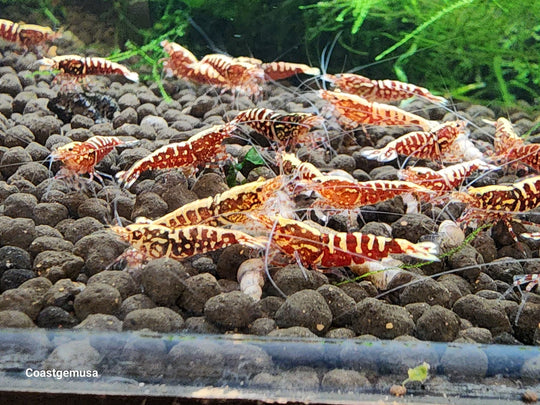 Exotic Freshwater Shrimp for sale | Aquarium Shrimp tank | Paludarium ...