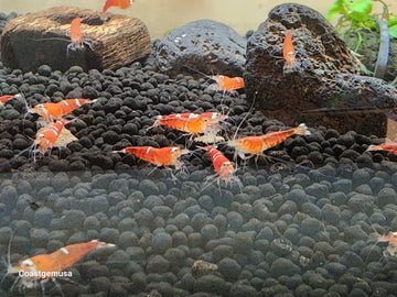Exotic Freshwater Shrimp for sale | Aquarium Shrimp tank | Paludarium ...