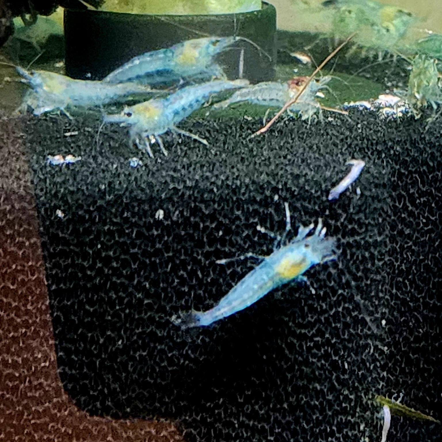 Exotic Freshwater Shrimp for sale | Aquarium Shrimp tank | Paludarium ...