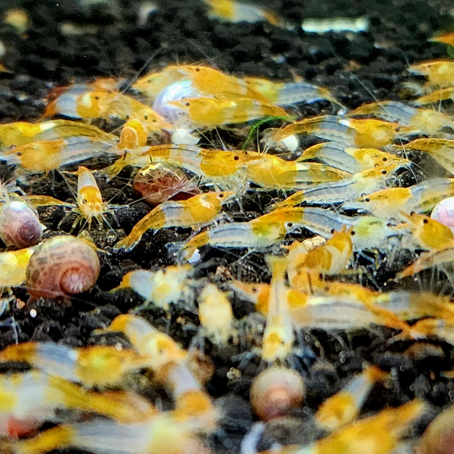 Exotic Freshwater Shrimp for sale | Aquarium Shrimp tank | Paludarium ...