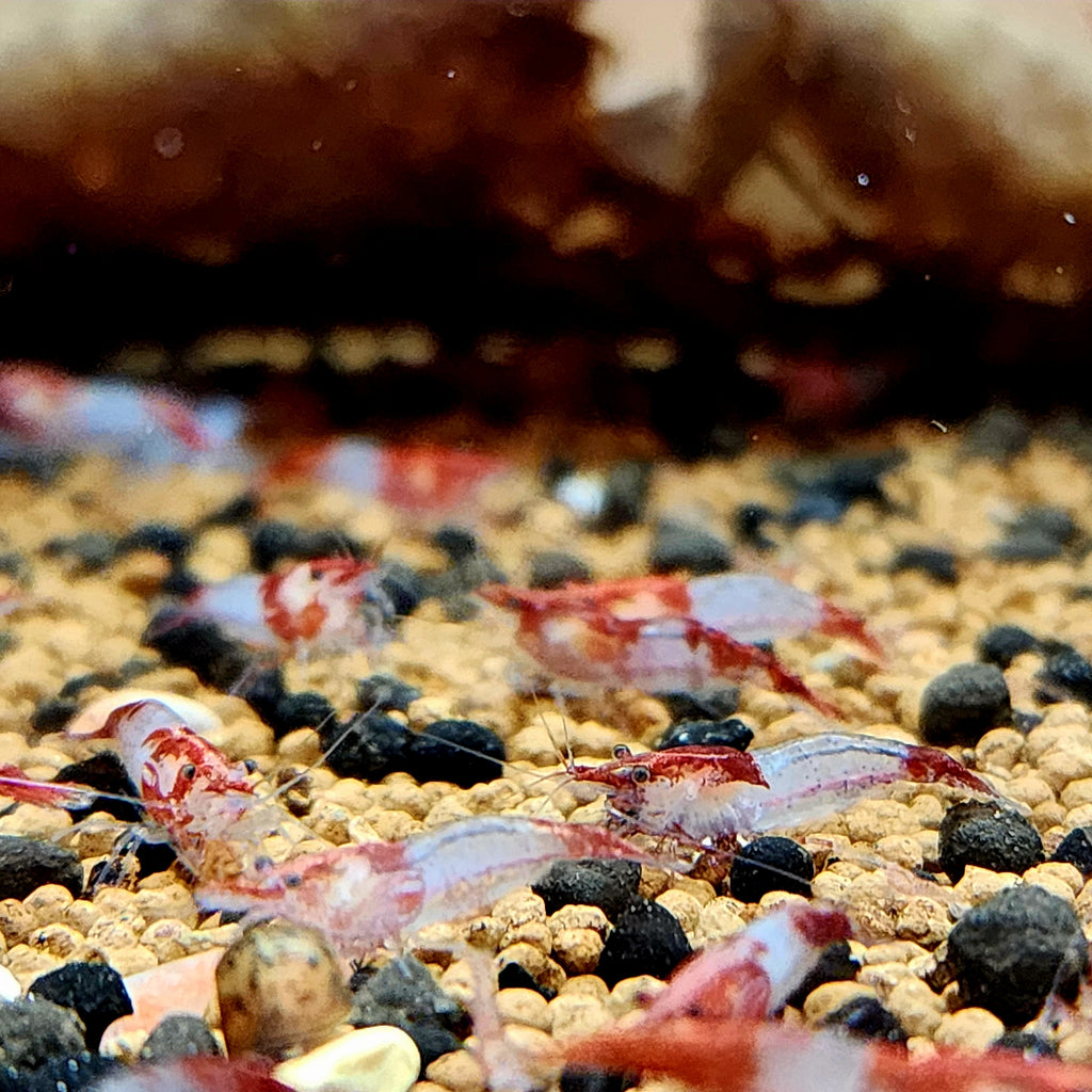 Exotic Freshwater Shrimp for sale | Aquarium Shrimp tank | Paludarium ...