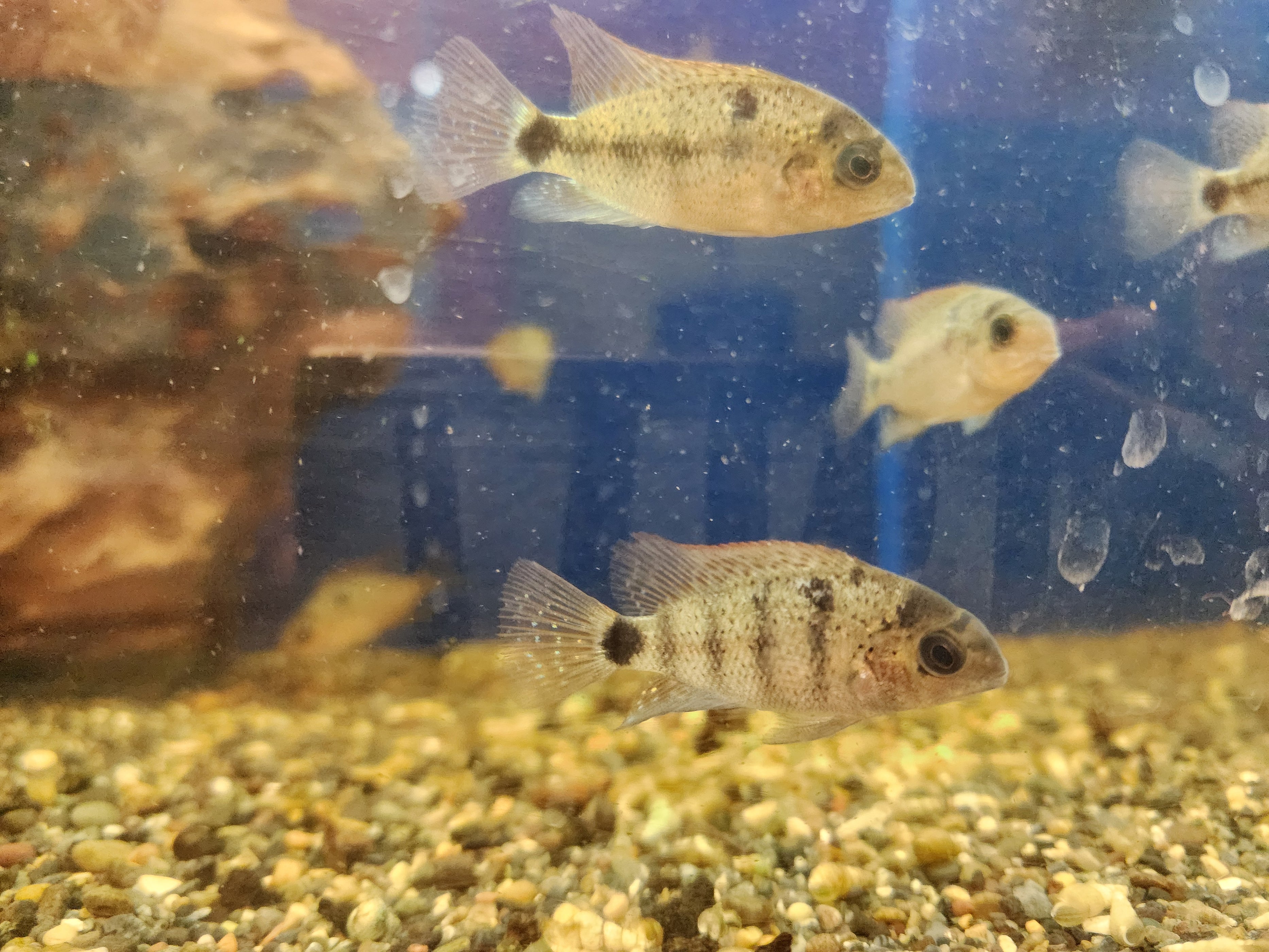 Silver Cichlid (Vieja Argentea) | American Cichlid | Aquarium Tank ...