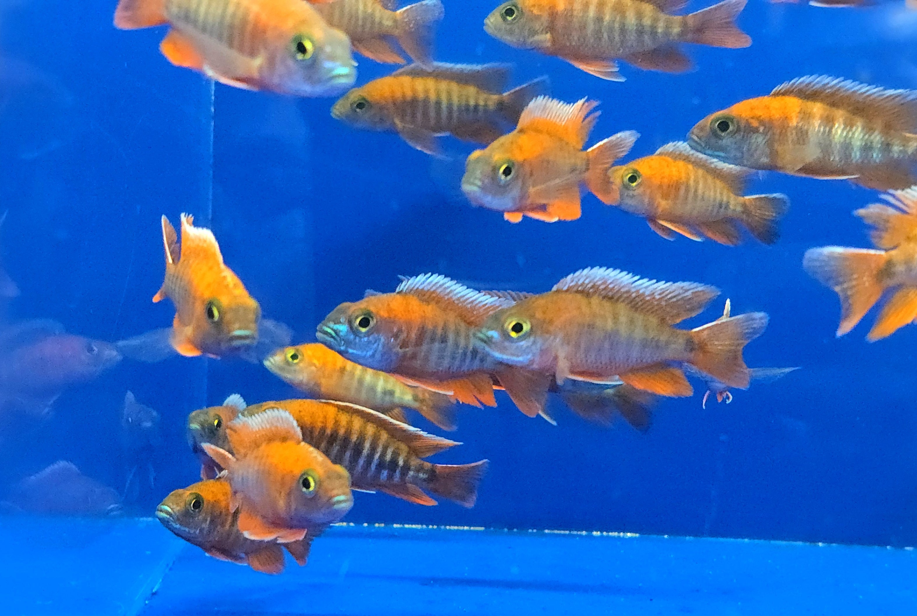 Red Jacob Peacock Cichlid (Aulonocara Jacobfreibergi) | African Cichlid ...