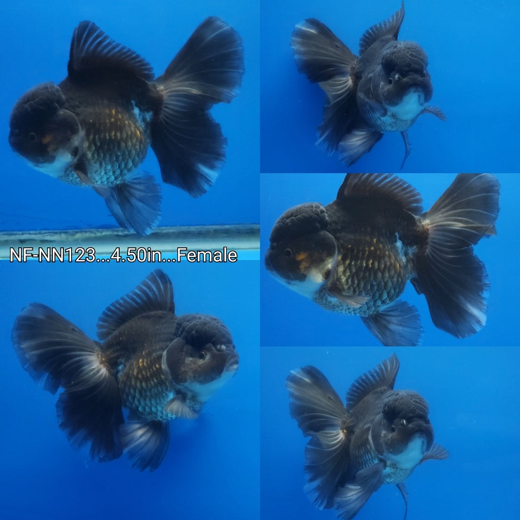 Orandas For Sale Online - Coast Gem USA