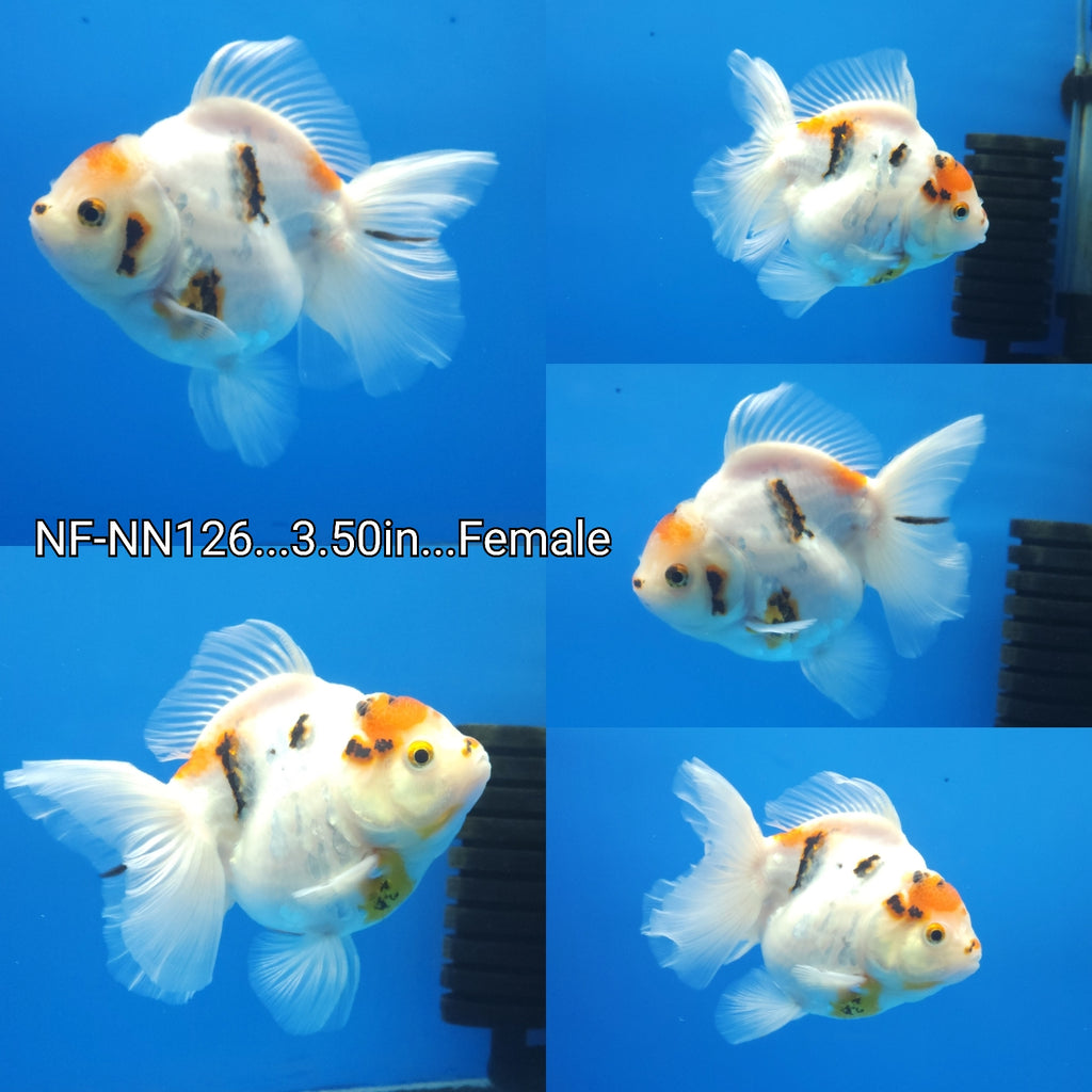 Orandas For Sale Online - Coast Gem USA