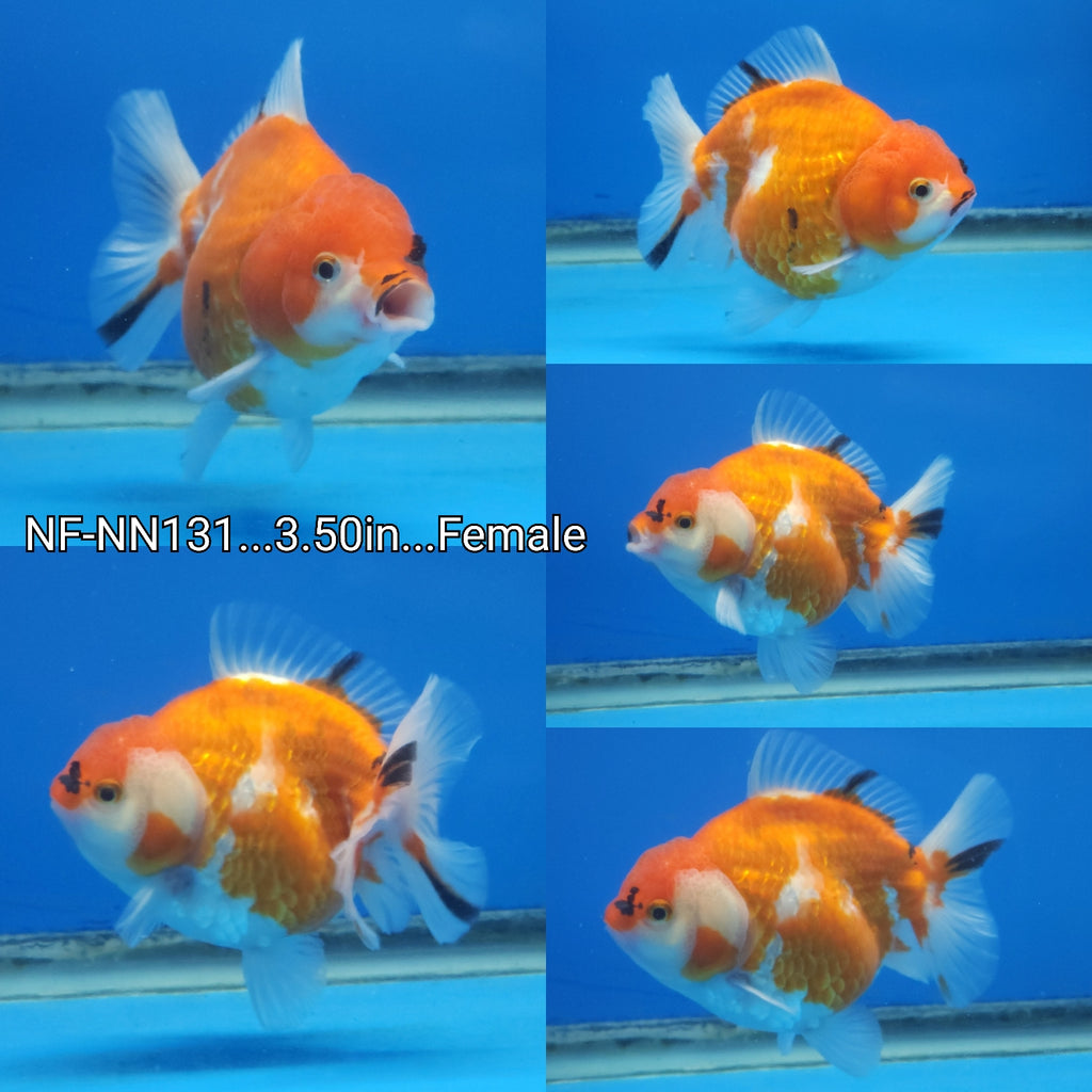 Orandas For Sale Online - Coast Gem USA