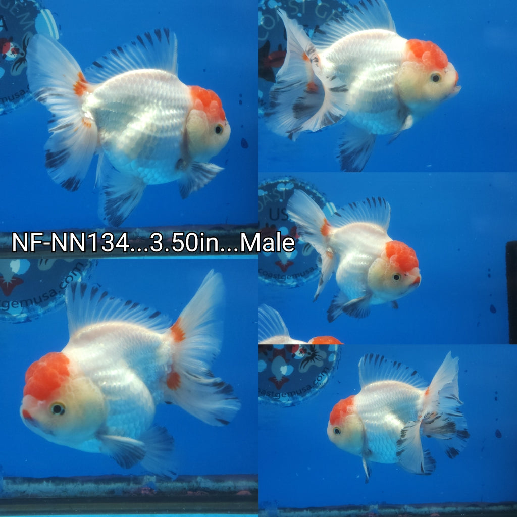 Orandas For Sale Online - Coast Gem USA