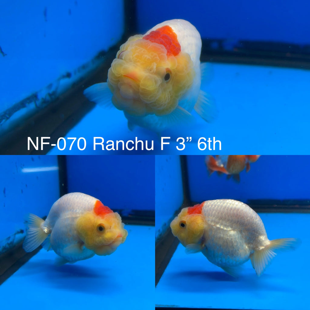 Thai High Quality Ranchu and Lionchu Goldfish for Sale — Coast Gem USA