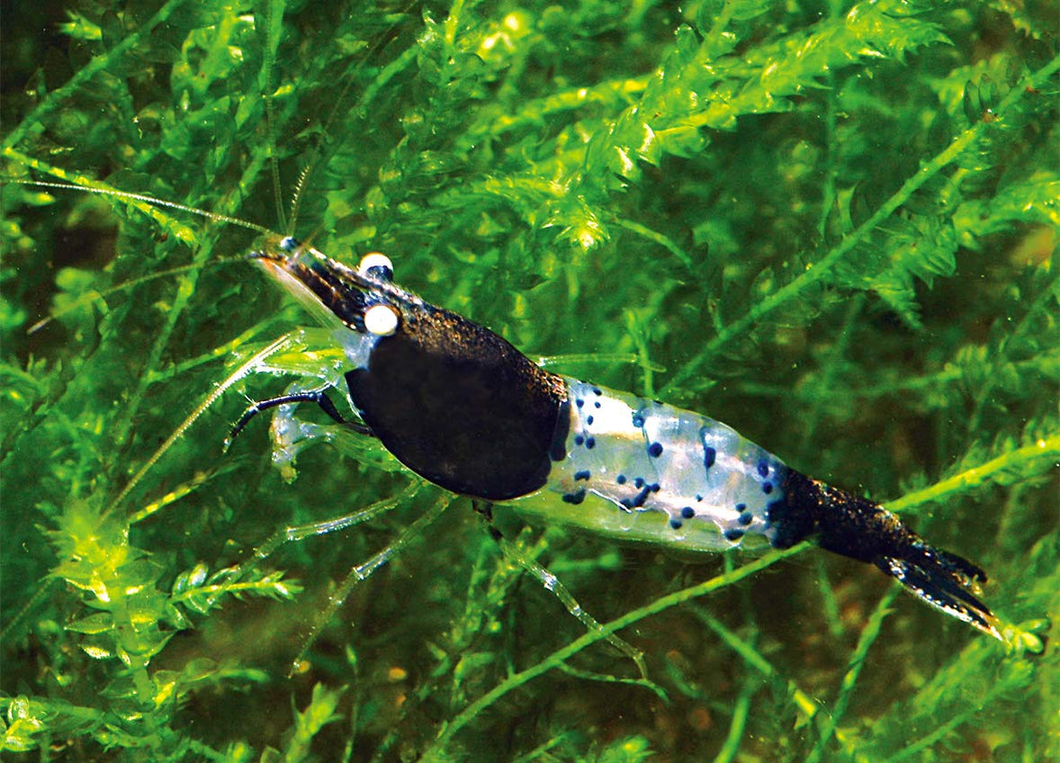 Exotic Freshwater Shrimp for sale | Aquarium Shrimp tank | Paludarium ...