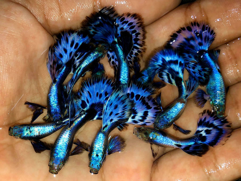 Buy Freshwater Fish Online l Betta l Guppy l Cichlids l Wholesale ...