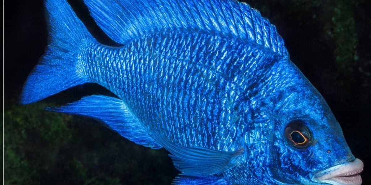 Mdoka White Lips Cichlid (Placidochromis Phenochilus White Lip ...