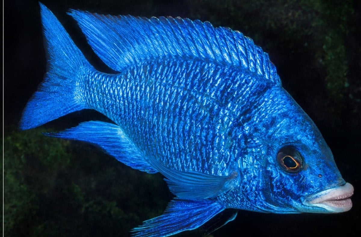 Mdoka White Lips Cichlid (Placidochromis Phenochilus White Lip ...