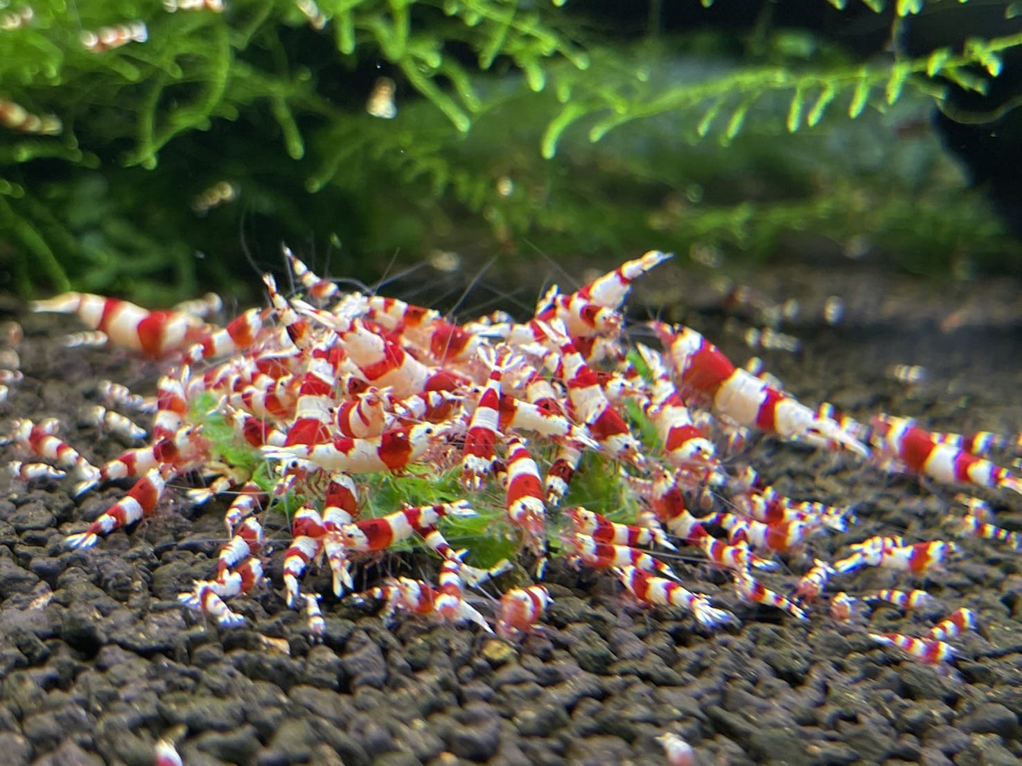 Exotic Freshwater Shrimp for sale | Aquarium Shrimp tank | Paludarium ...