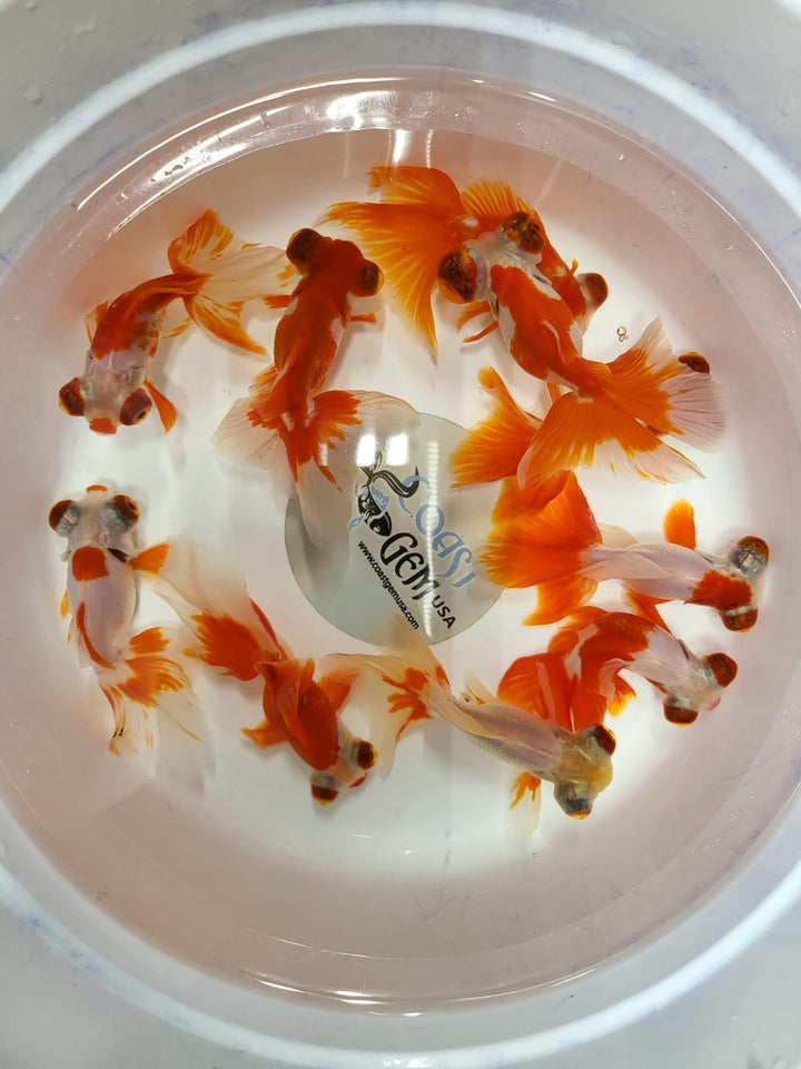 Baby & Juvenile Goldfish for Sale | Goldfish for Sale | Junior Goldfish ...