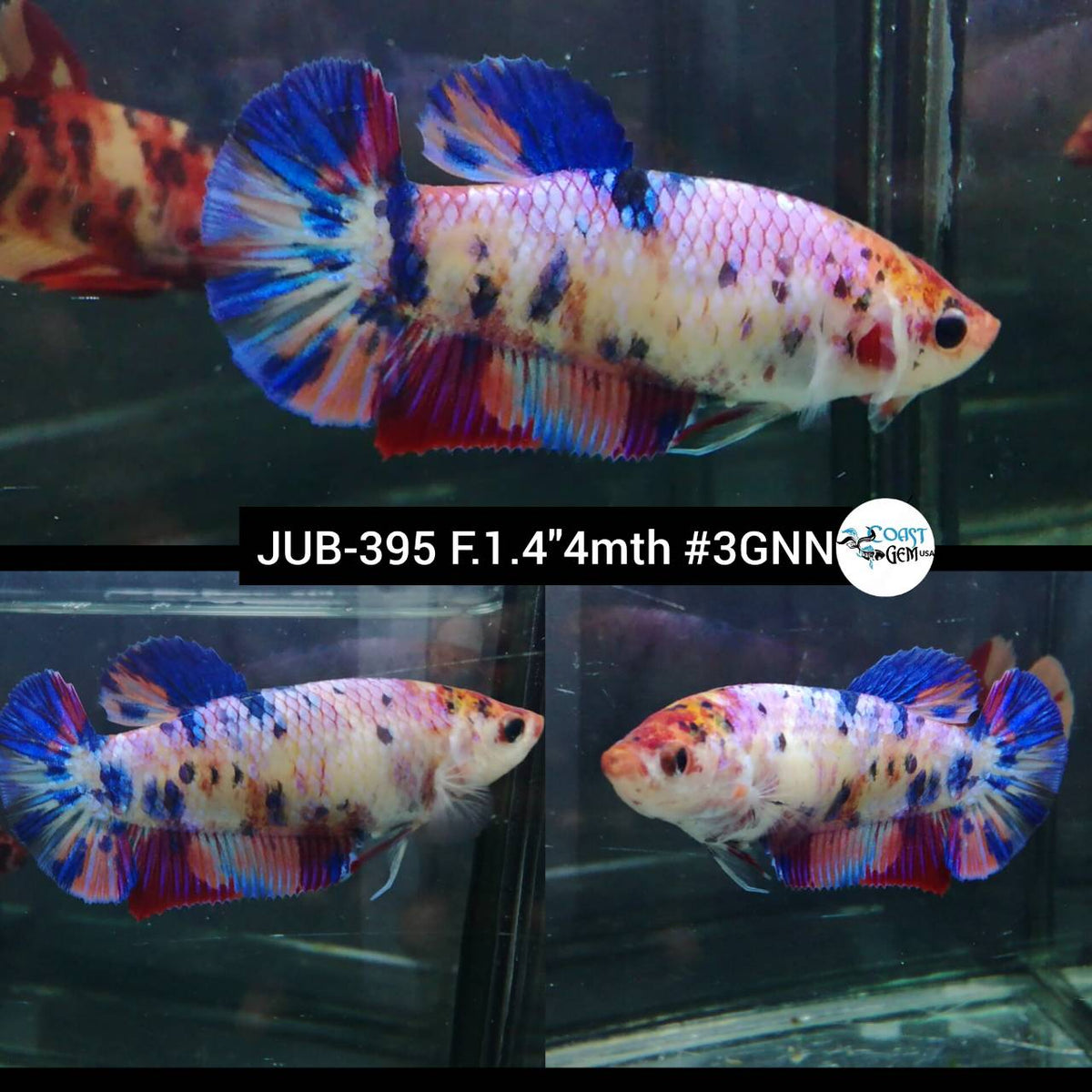 H Live Female Betta Candy Multi-Colors Plakad (JUB-395) What you see W ...