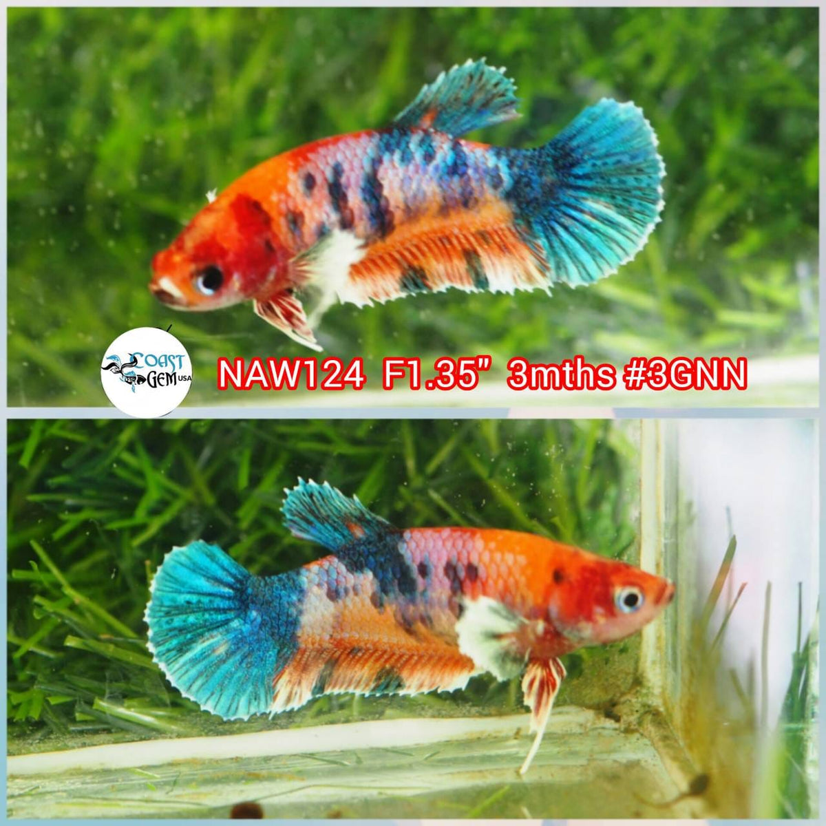 H Live Female Betta Candy Nemo Dumbo Plakat (NAW-124) What you see Wha ...