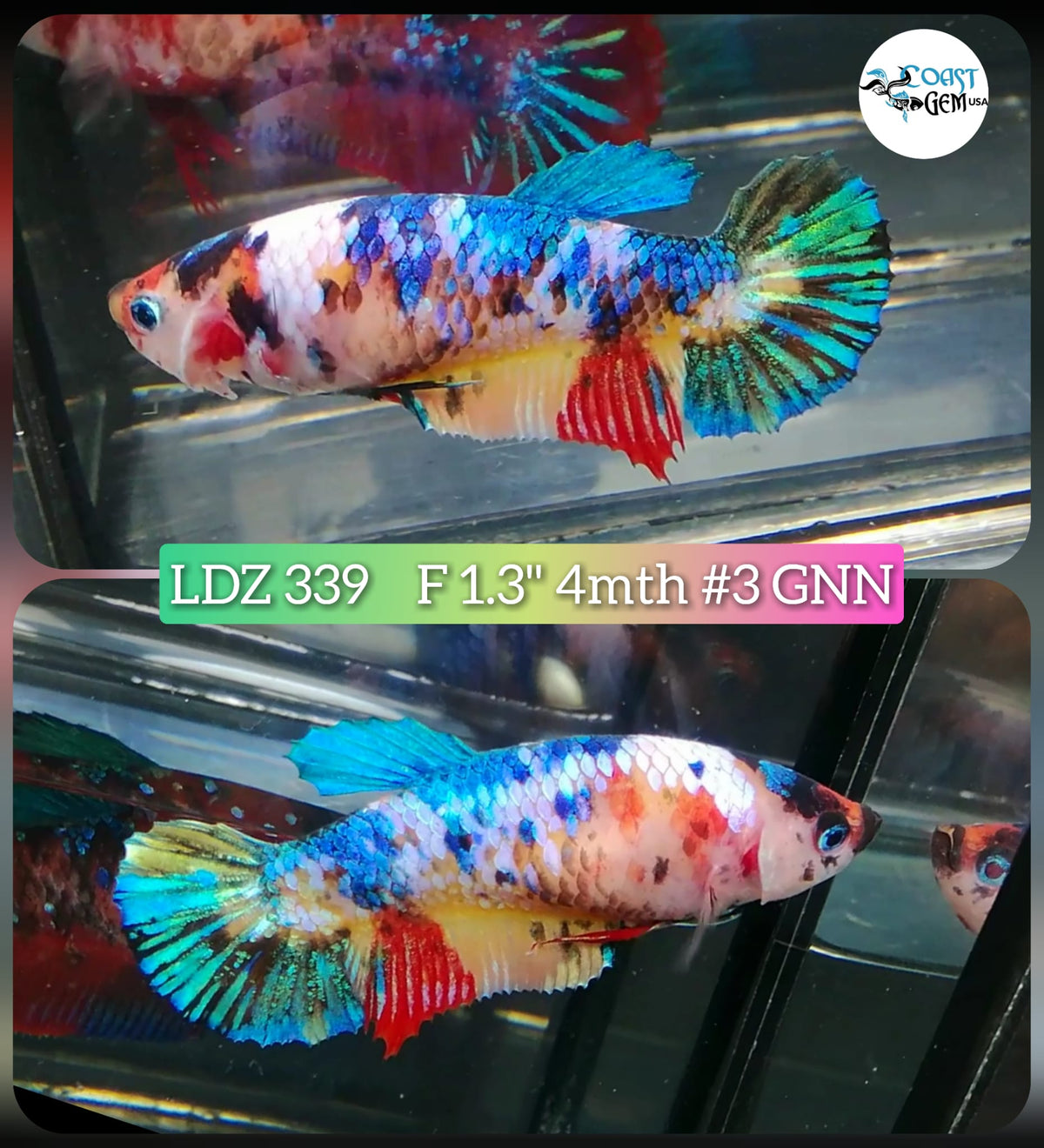 Live Female Betta Candy Multi colors Plakat (LDZ-339) What you see Wha ...