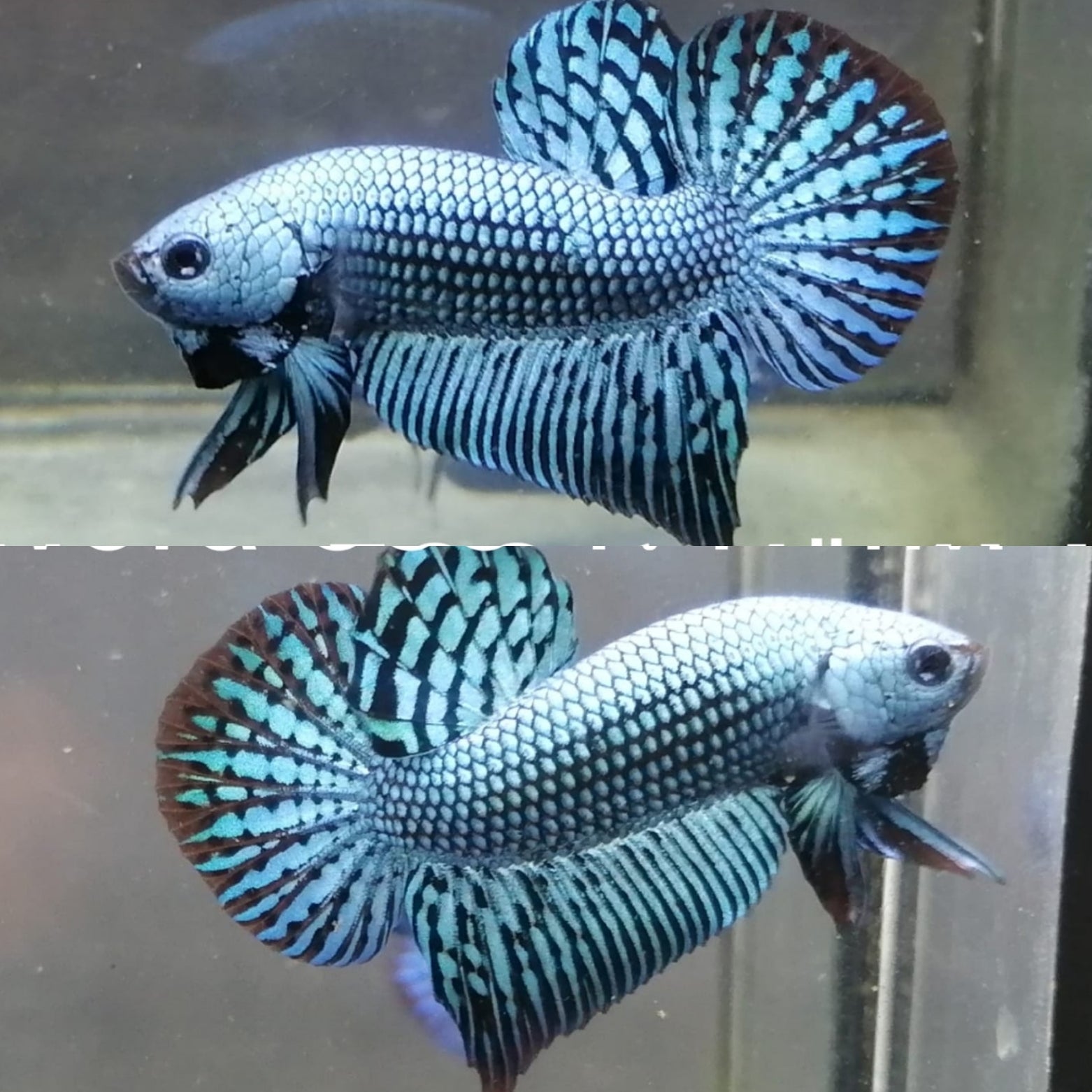 Live Wild Betta For Sale Online | CoastgemUSA — Coast Gem USA