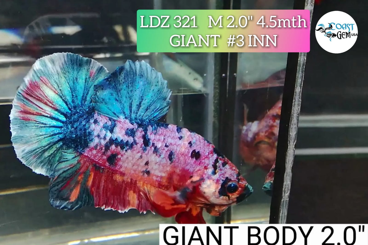 H LIVE FANCY GIANT CANDY MALE BETTA (LDZ-321) — Coast Gem USA