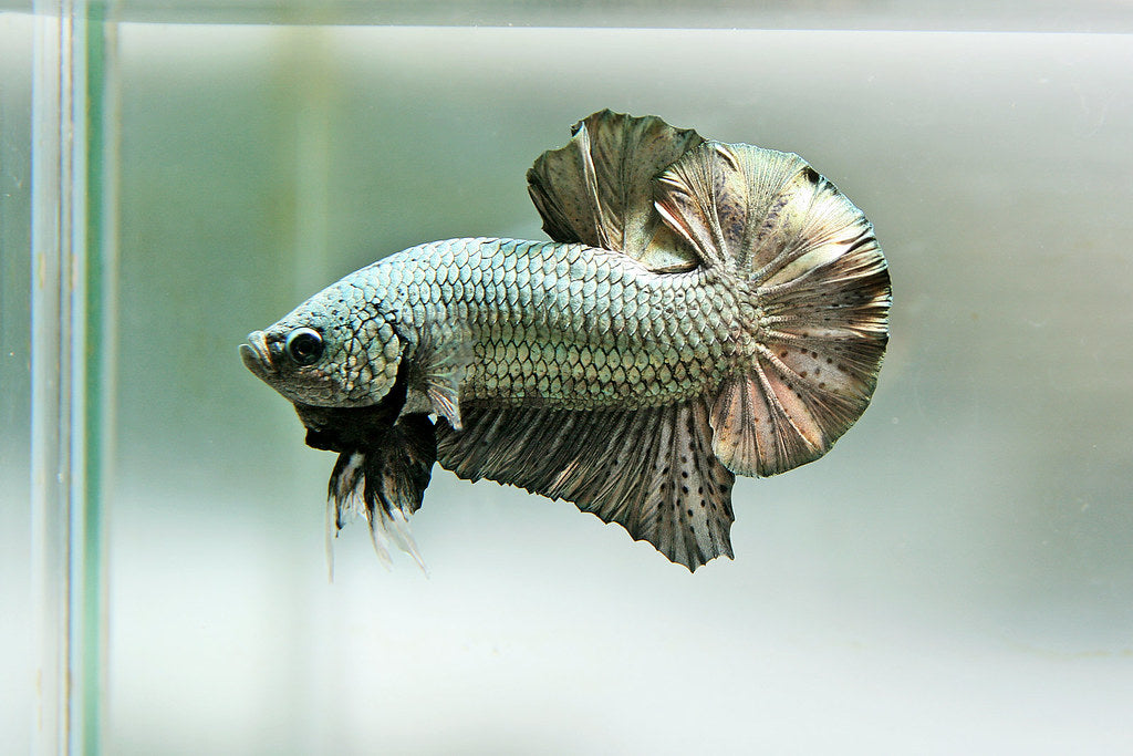 Our Choice Plakat Male Betta Groups — Coast Gem USA