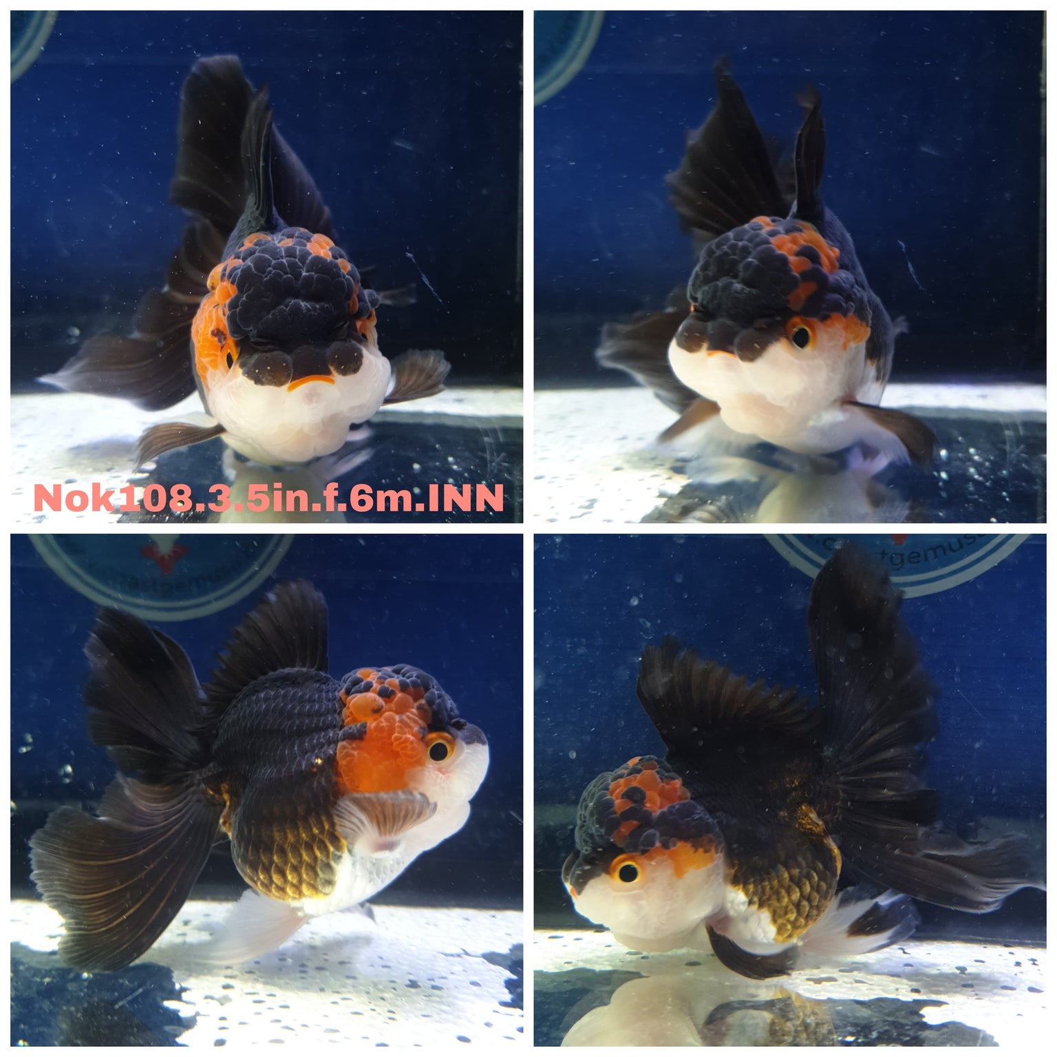 Orandas For Sale Online - Coast Gem USA