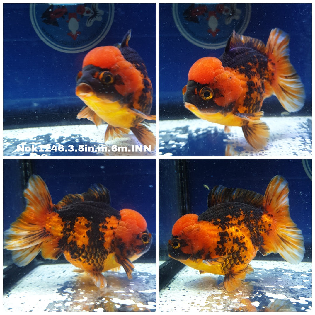 Orandas For Sale Online - Coast Gem USA