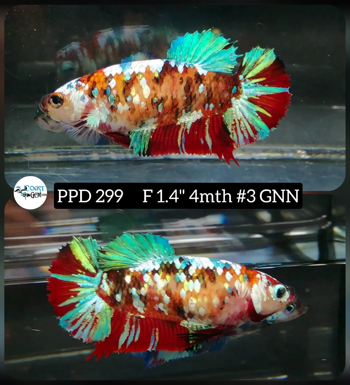 Live Aquarium Male and Female Betta — Coast Gem USA