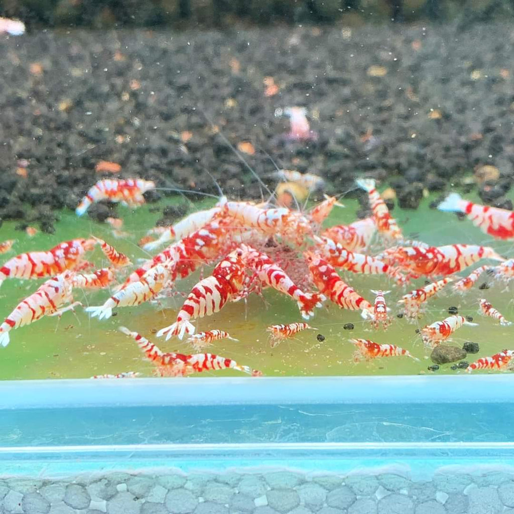 Exotic Freshwater Shrimp for sale | Aquarium Shrimp tank | Paludarium ...