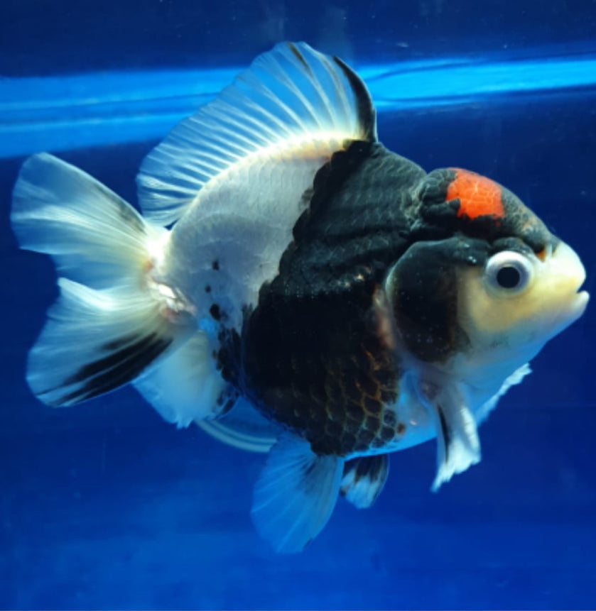 Premium Selected Thai Panda Oranda Tri Color Oranda | coastgemusa.com ...