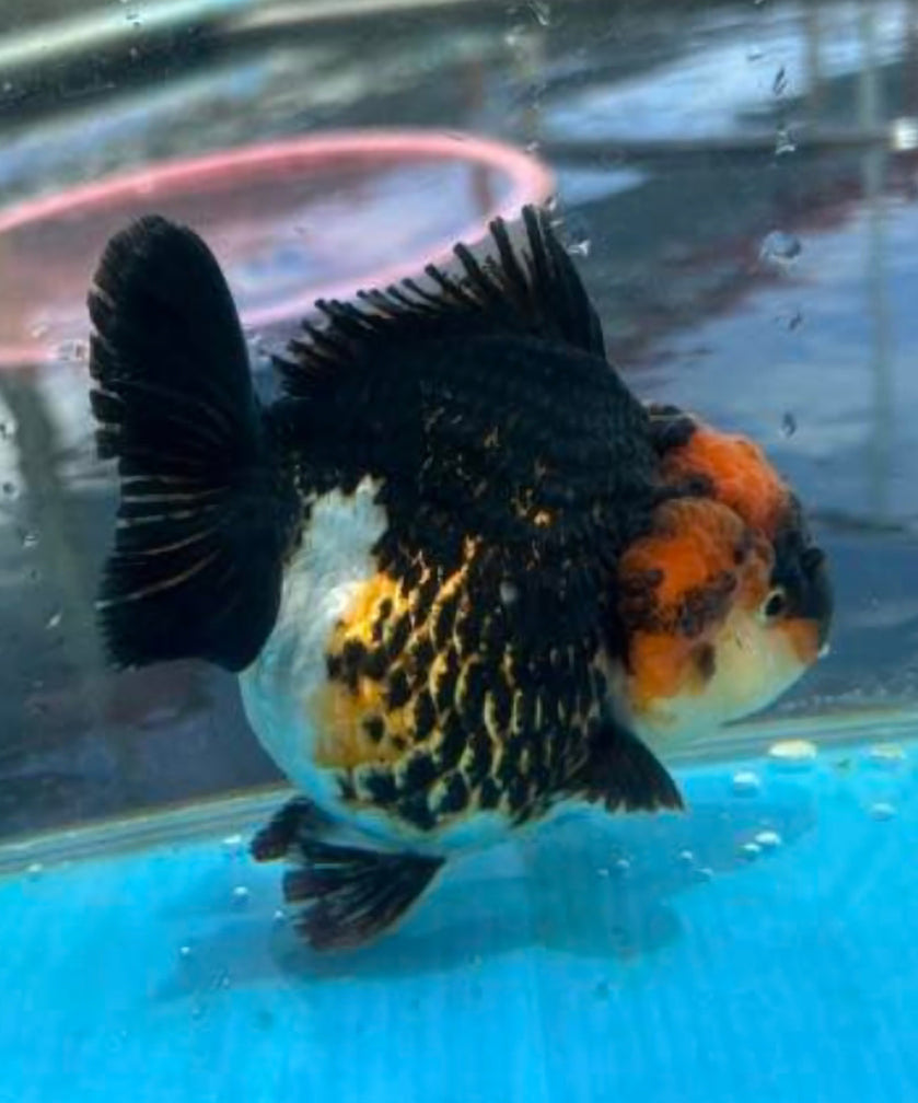 Premium Selected Thai Panda Oranda Tri Color Oranda | coastgemusa.com ...