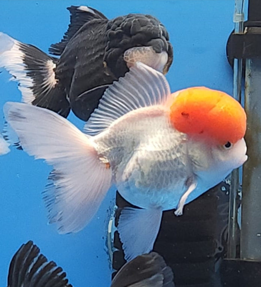 Fancy Goldfish for Sale | Thai Oranda | Buy Goldfish Online — Coast Gem USA