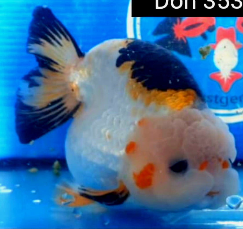 LIVE FANCY HIGH QUALITY LIONCHU RANCHU GOLDFISH — Coast Gem USA