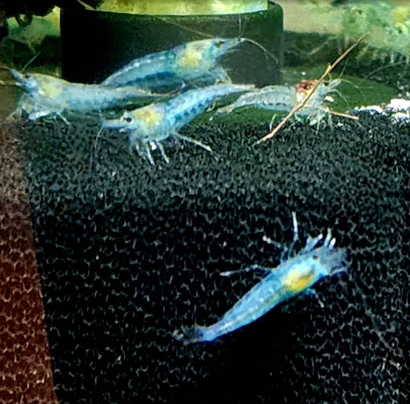 Live Freshwater Aquarium Premium Blue Jelly l All Shrimp for Sale USA ...