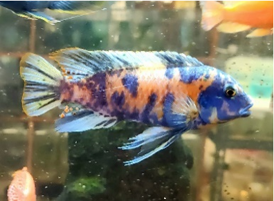 OB Compressiceps Cichlid (Dimidochromis Compressiceps OB) | African ...