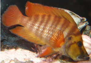 Altolamprologus compressiceps Fire Fin 2.00" (CHD-159) — Coast Gem USA