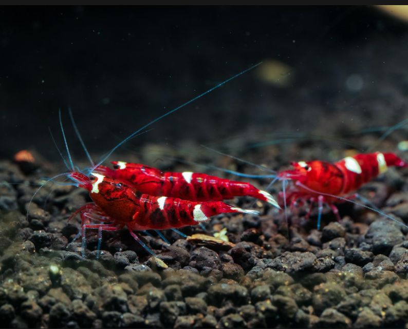 Exotic Freshwater Shrimp for sale | Aquarium Shrimp tank | Paludarium ...
