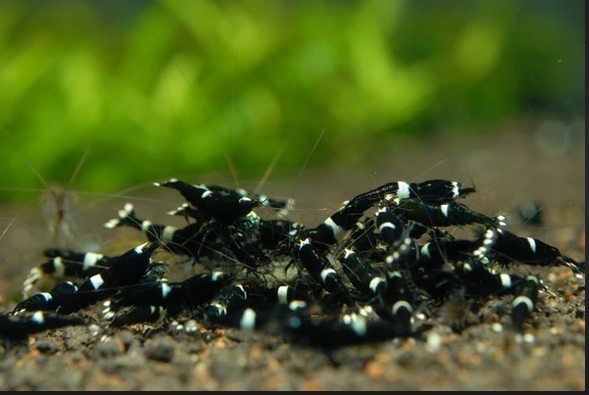 Exotic Freshwater Shrimp for sale | Aquarium Shrimp tank | Paludarium ...