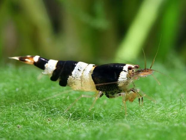 Exotic Freshwater Shrimp for sale | Aquarium Shrimp tank | Paludarium ...