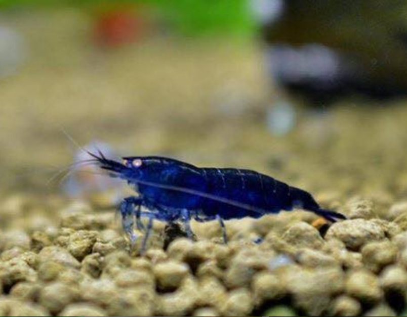Exotic Freshwater Shrimp for sale | Aquarium Shrimp tank | Paludarium ...